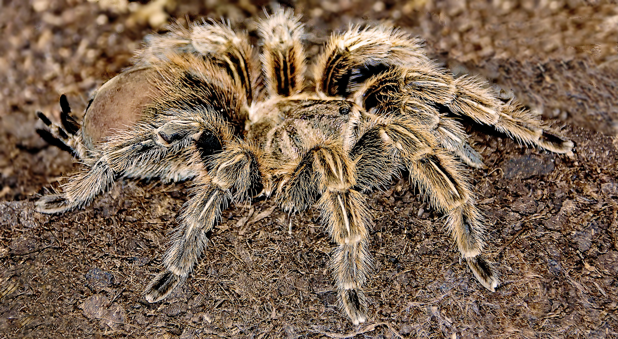 Vogelspinne 2 Foto & Bild | archiv projekte naturchannel ...