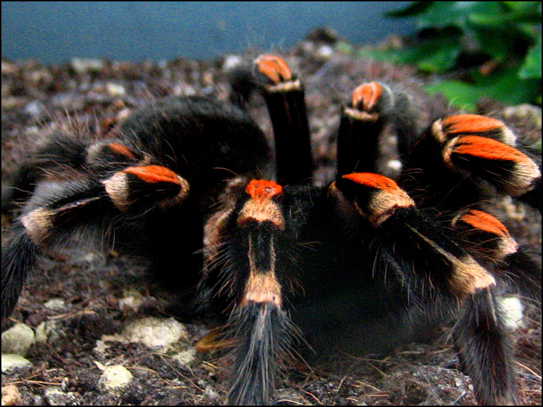 Vogelspinne Foto & Bild | tiere, wildlife, spinnen Bilder auf fotocommunity