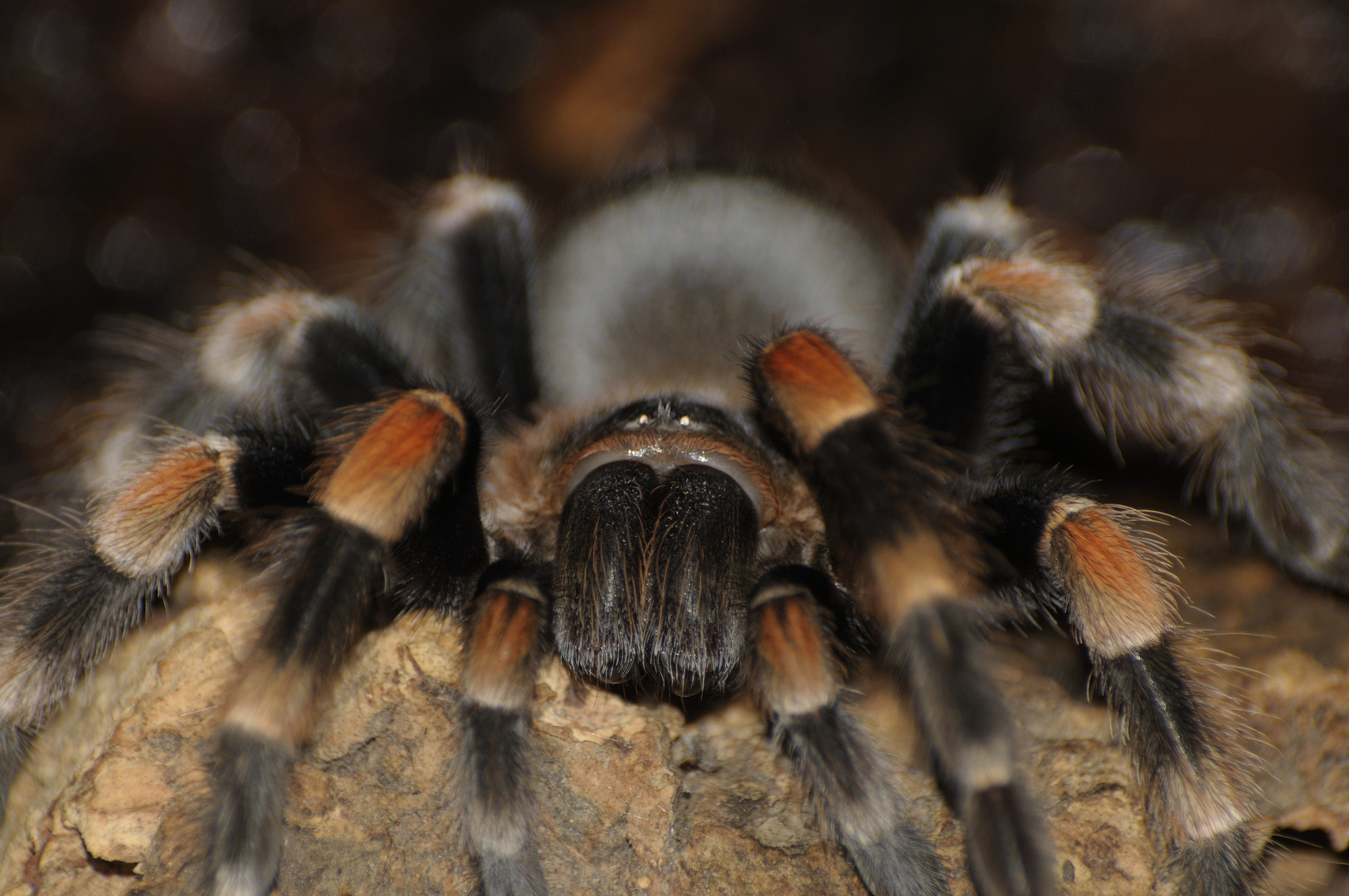 Vogelspinne Foto & Bild | tiere, wildlife, spinnen Bilder auf fotocommunity