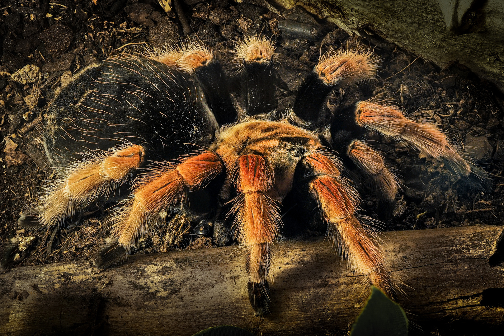 Vogelspinne Foto & Bild | makro, natur, zoo Bilder auf fotocommunity