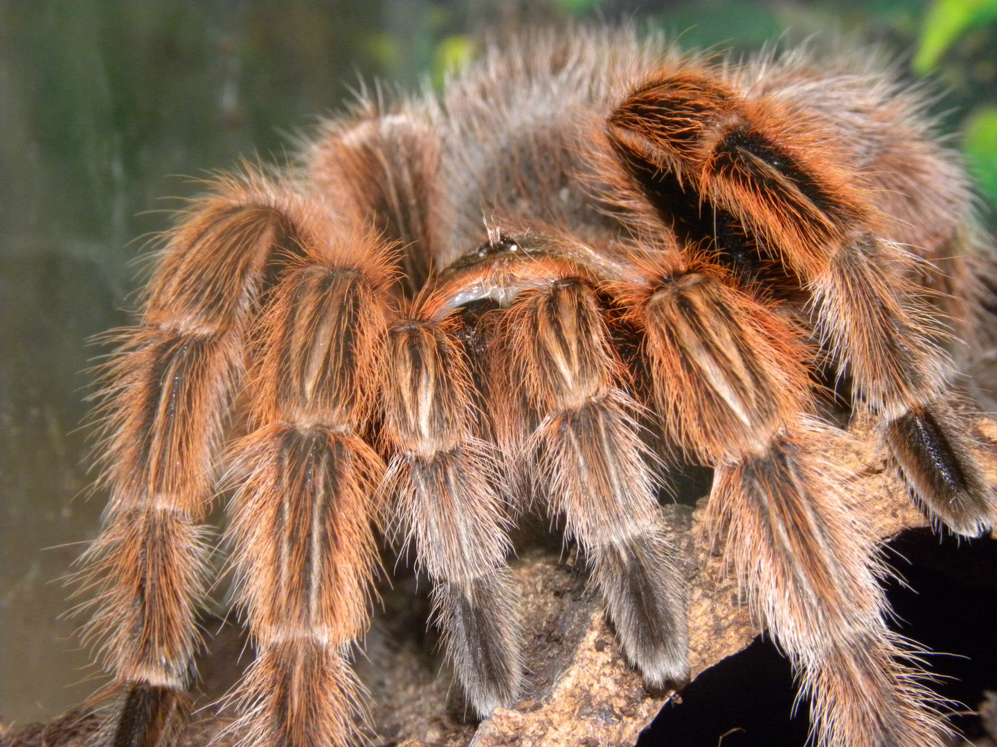 Vogelspinne Foto & Bild | tiere, wildlife, spinnen Bilder auf fotocommunity