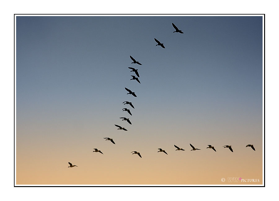 Vogelzug Foto & Bild | tiere, wildlife, wild lebende vögel Bilder auf ...