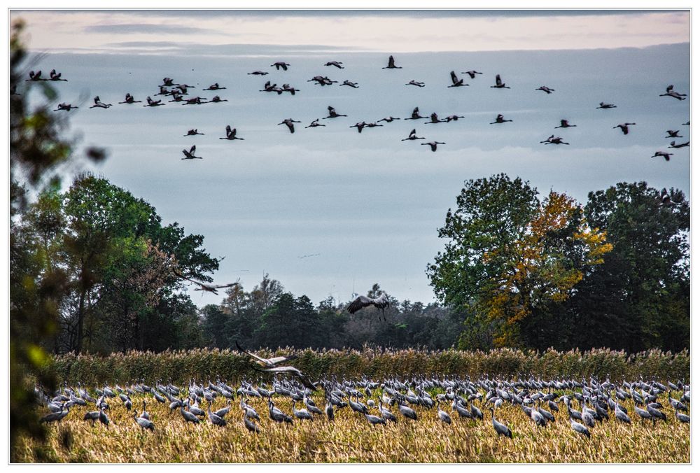 Vogelzug Foto & Bild | tiere, wildlife, wild lebende vögel Bilder auf ...