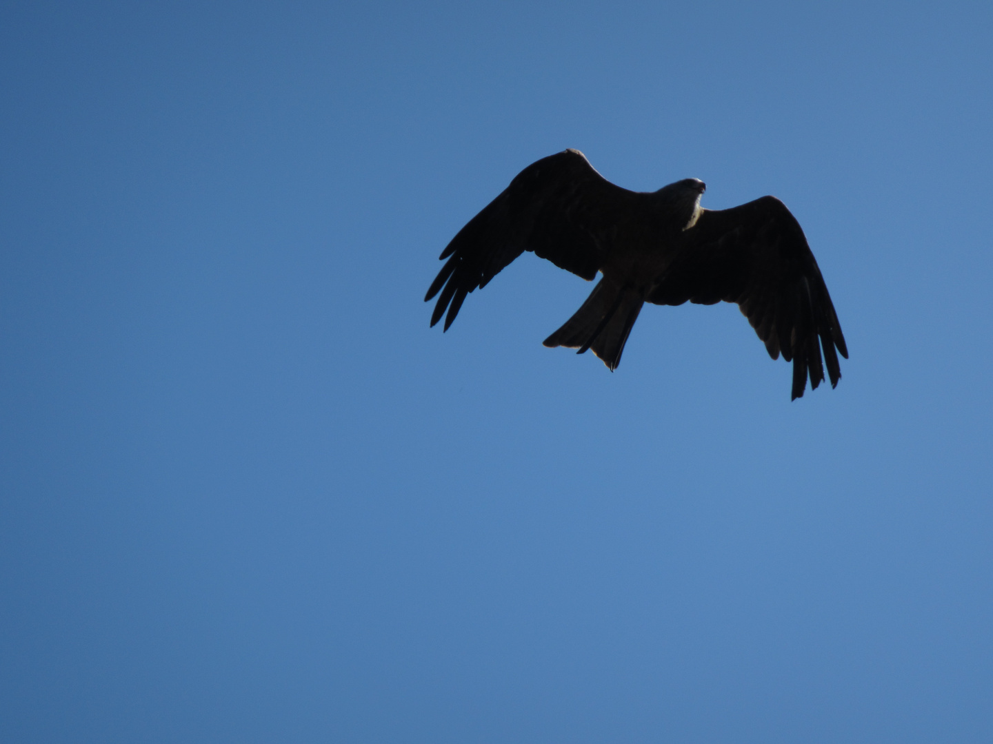 Vol de rapace (2) photo et image | portraits sauvages, volerie des ...