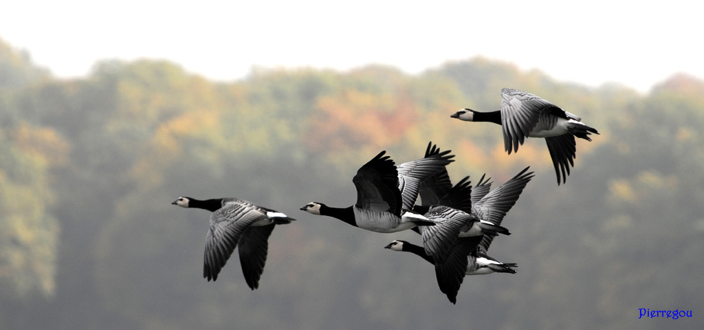 vol d'oies photo et image | animaux, animaux sauvages, oiseaux Images ...