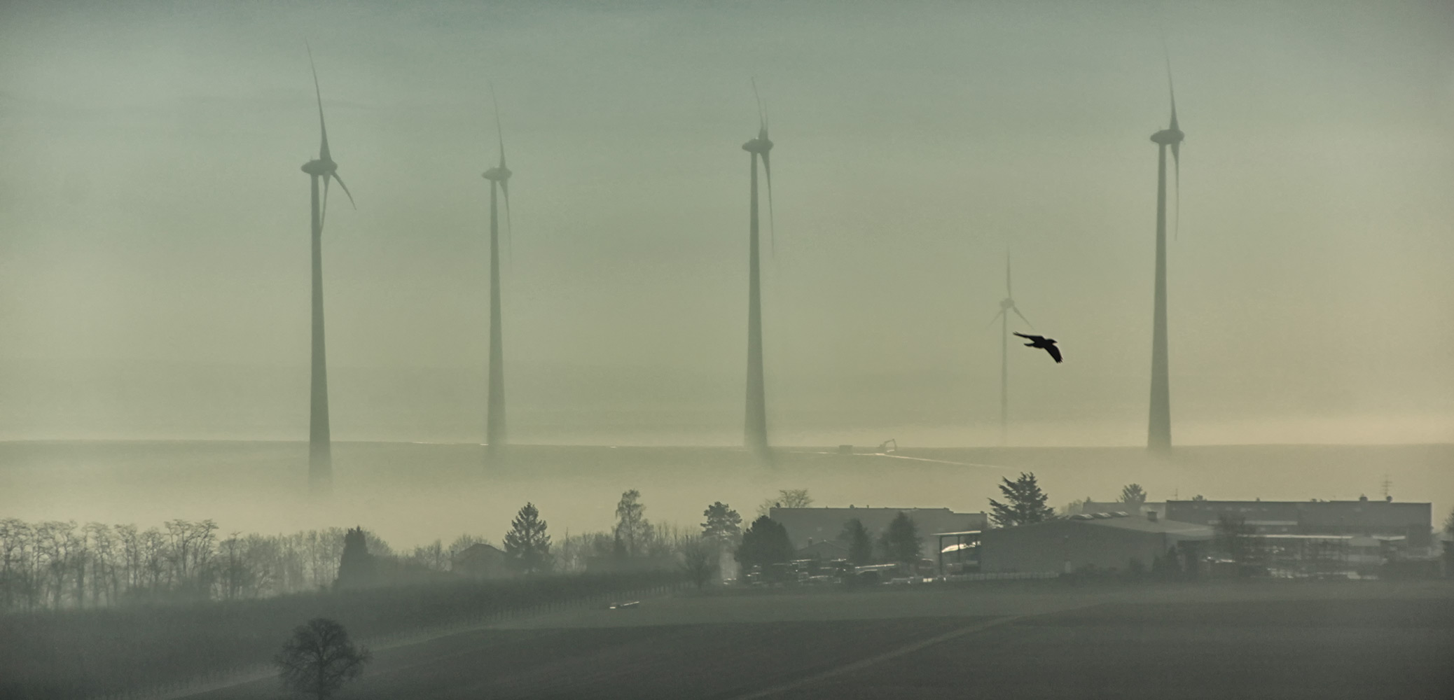 volando Imagen & Foto | casas, pajaro, naturaleza Fotos de fotocommunity