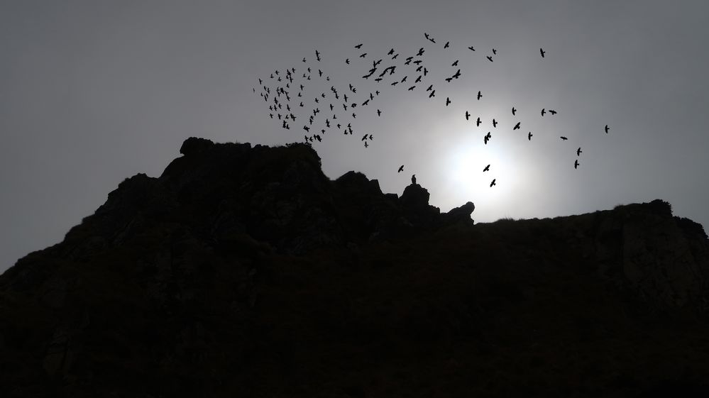 Voler ... photo et image | special, carte postale Images fotocommunity