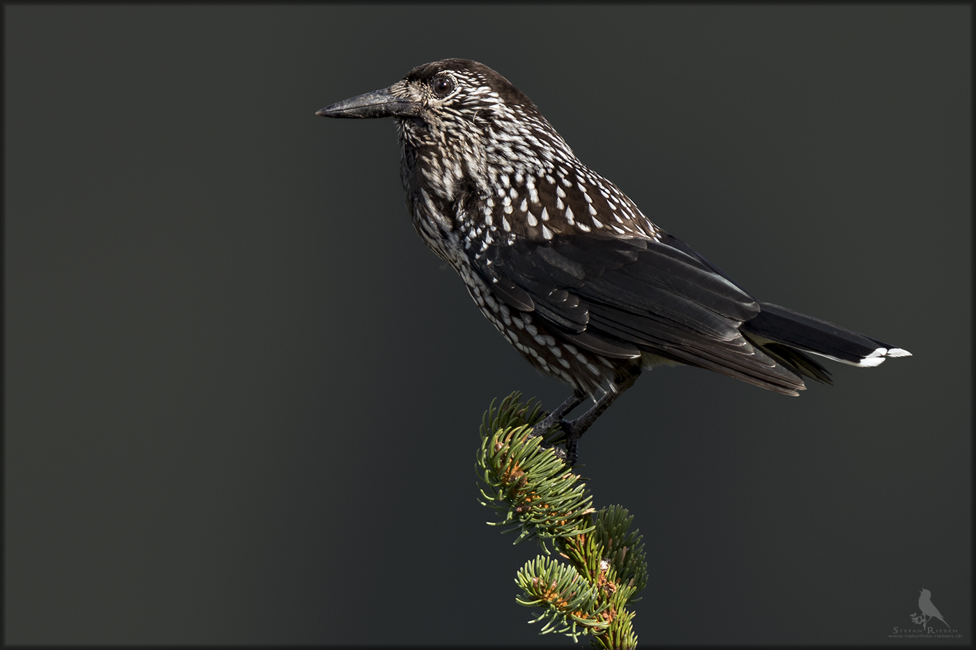 Voller Kropf Foto & Bild | tiere, wildlife, wild lebende vögel Bilder ...