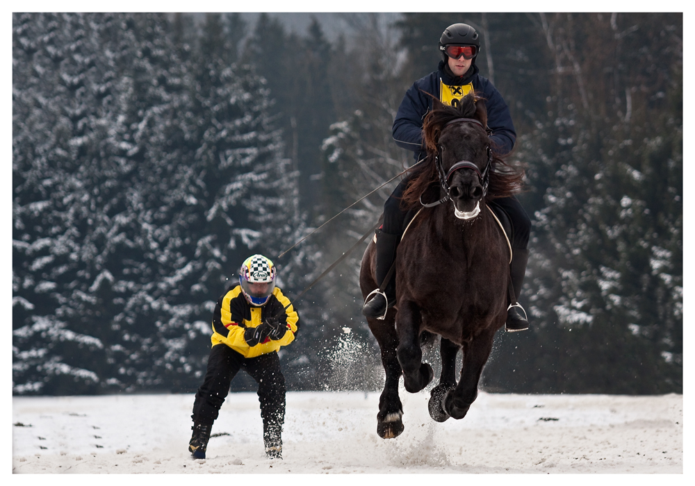 VOLLGAS !!! Foto & Bild | tiere, haustiere, pferde, esel, maultiere ...