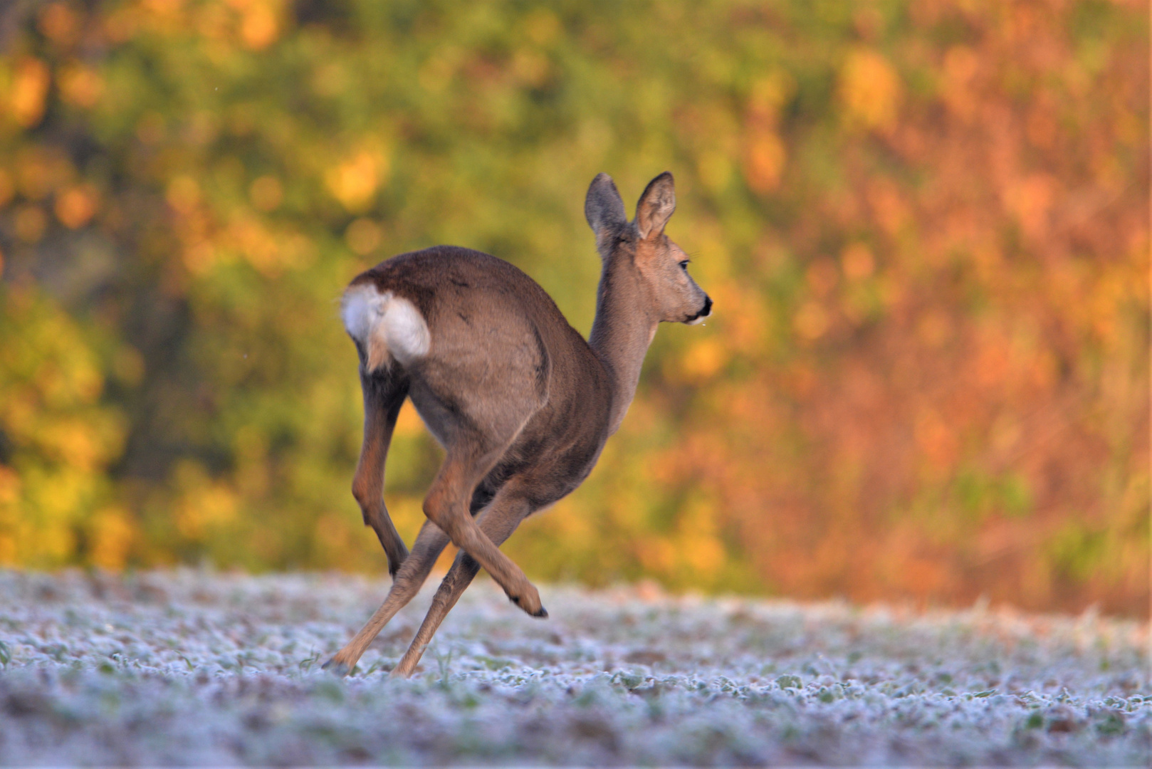 Vollgas Foto & Bild | fotos, natur, herbst Bilder auf fotocommunity