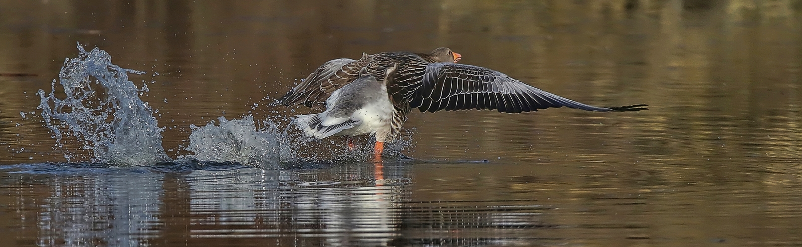 Vollgas Foto & Bild | tiere, wildlife, wild lebende vögel Bilder auf ...