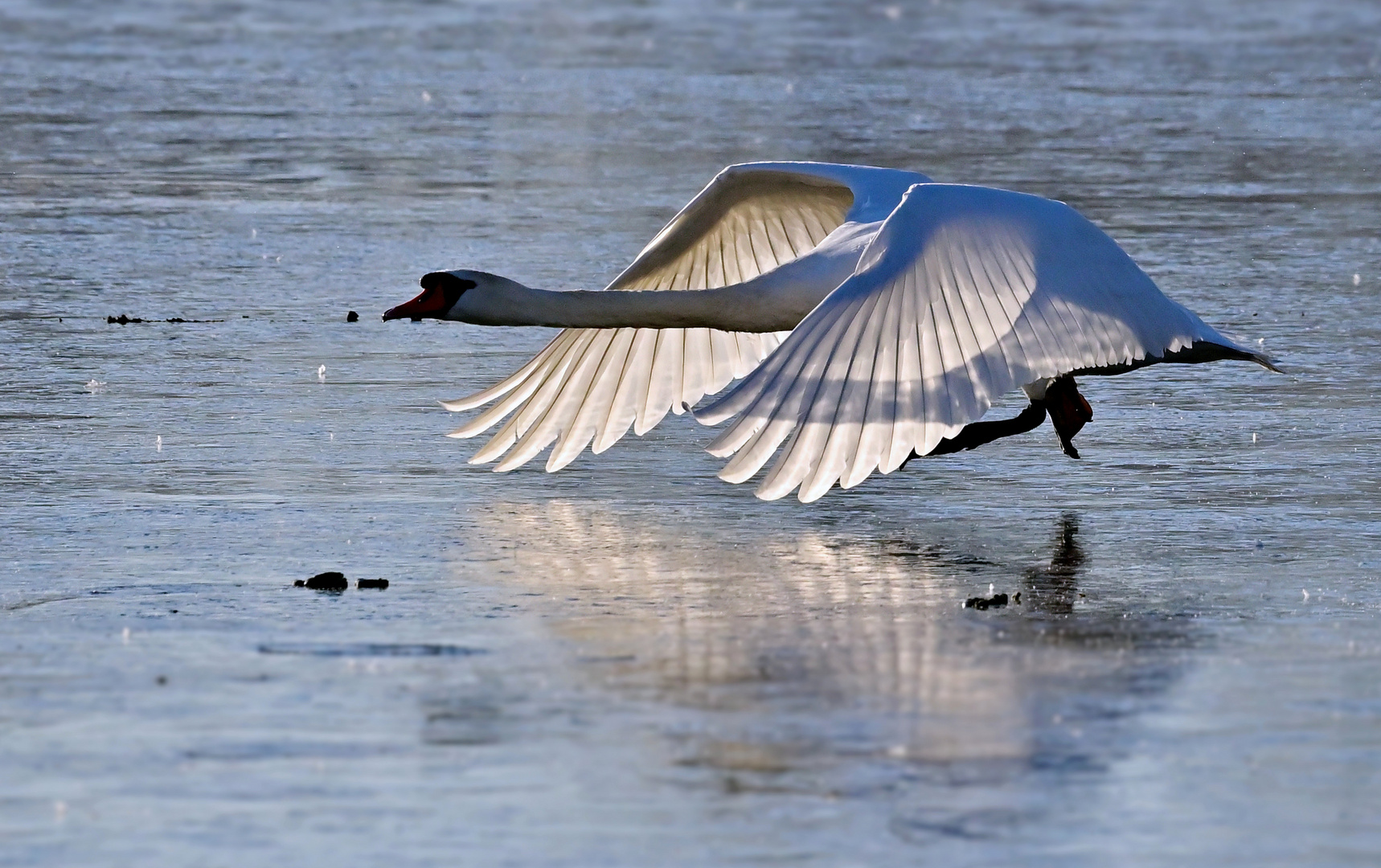 Vollgas... Foto & Bild | tiere, wildlife, wild lebende vögel Bilder auf ...