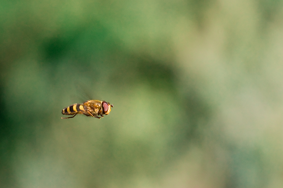 Vollgas Foto & Bild | tiere, wildlife, insekten Bilder auf fotocommunity