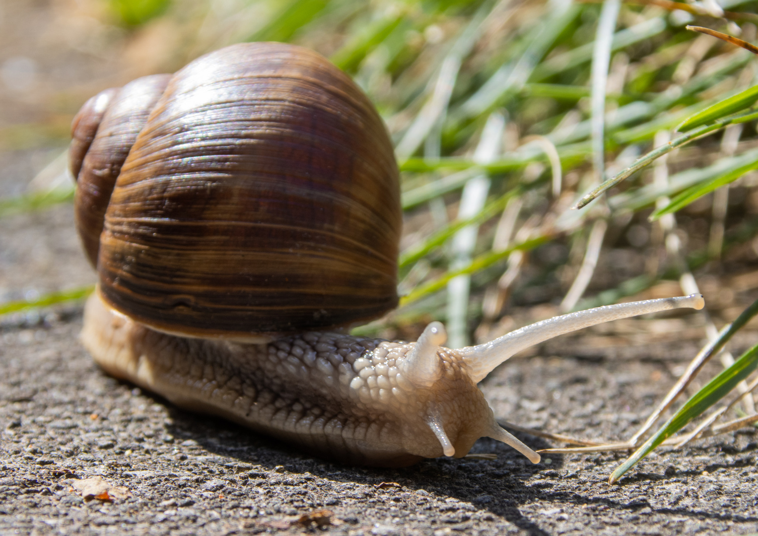 Vollgas! Foto & Bild | tiere, wildlife, schnecken & muscheln Bilder auf ...