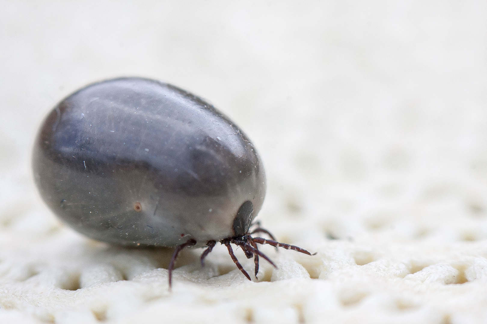 Vollgesaugte Zecke Foto & Bild | anfängerecke - nachgefragt ...