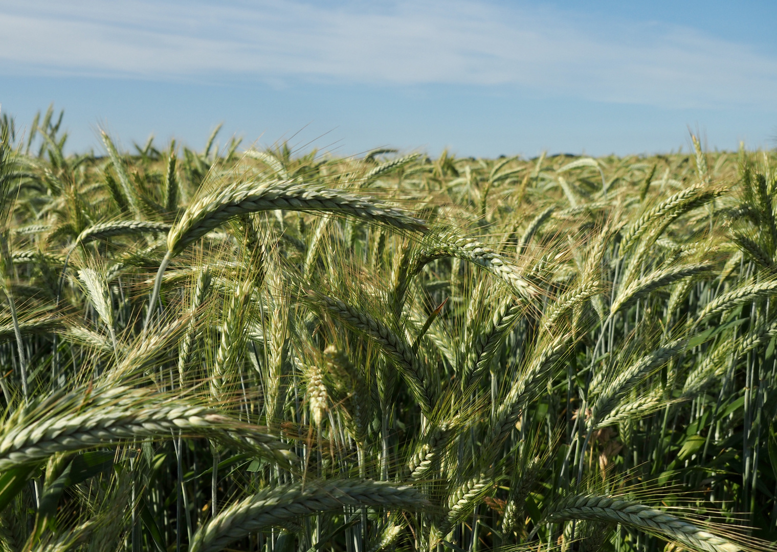 Vollkorn.... Foto & Bild | himmel, felder, natur Bilder auf fotocommunity