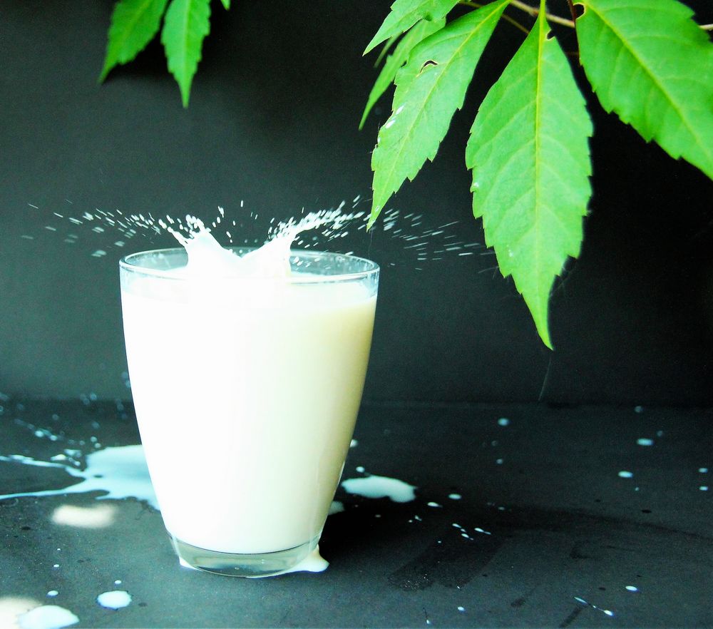 Vollmilch Foto & Bild | spezial, outdoor, motive Bilder auf fotocommunity