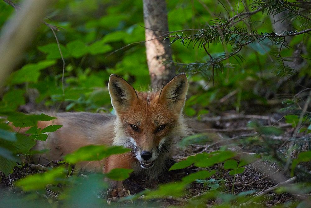 Volpe Foto % Immagini| animali, mammiferi allo stato libero, animali ...