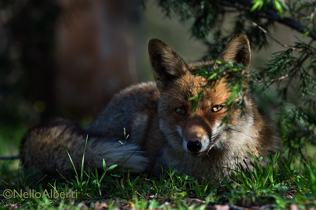 Volpe Foto % Immagini| animali, mammiferi allo stato libero, animali ...