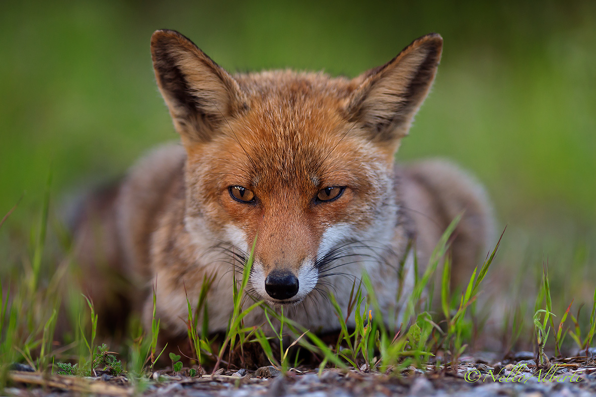 volpe ... Foto % Immagini| animali, mammiferi allo stato libero ...