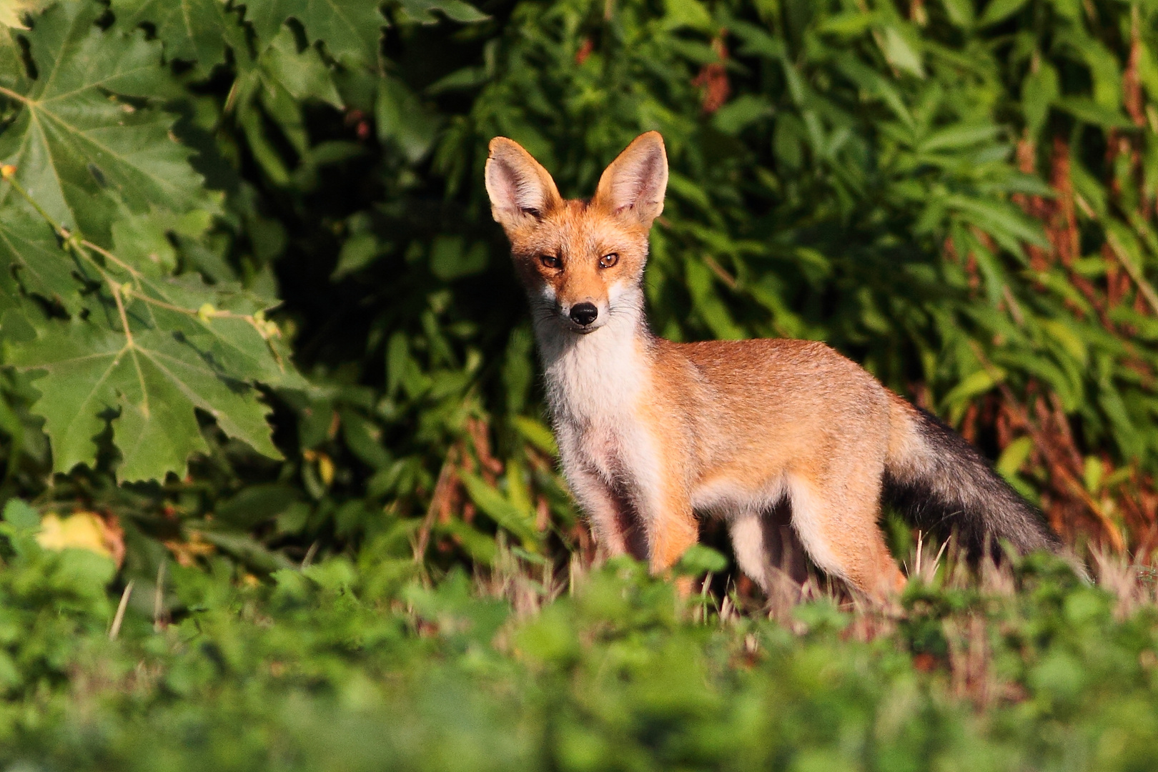 Volpe rossa Foto % Immagini| animali, mammiferi allo stato libero ...