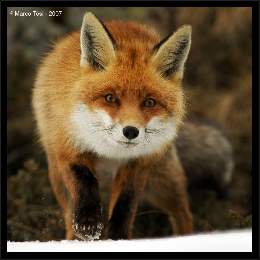 Volpe Rossa Foto % Immagini| animali, mammiferi allo stato libero ...