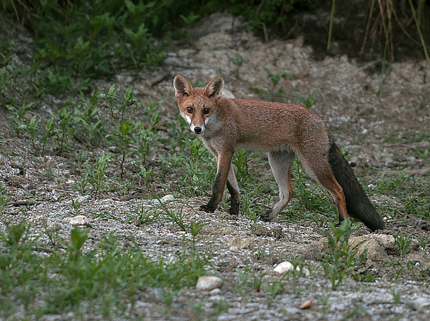 Volpe rossa (Vulpes Vulpes) Foto % Immagini| animali, mammiferi allo ...