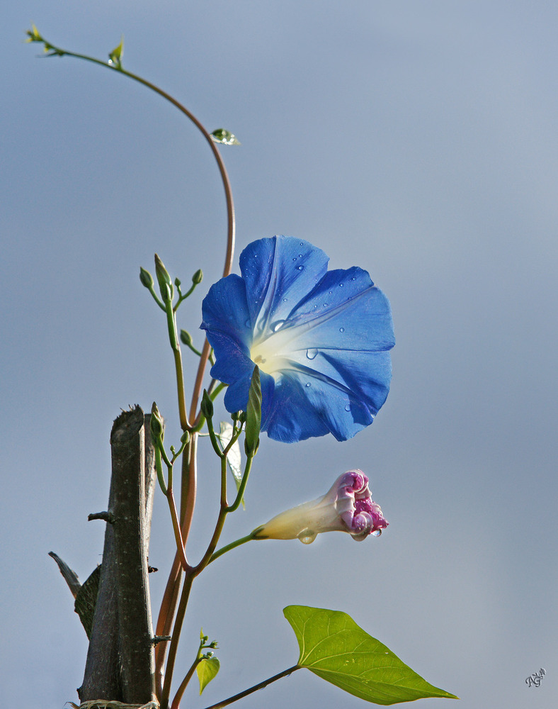 Volubile... photo et image | fleurs, fleurs et macros, nature Images ...