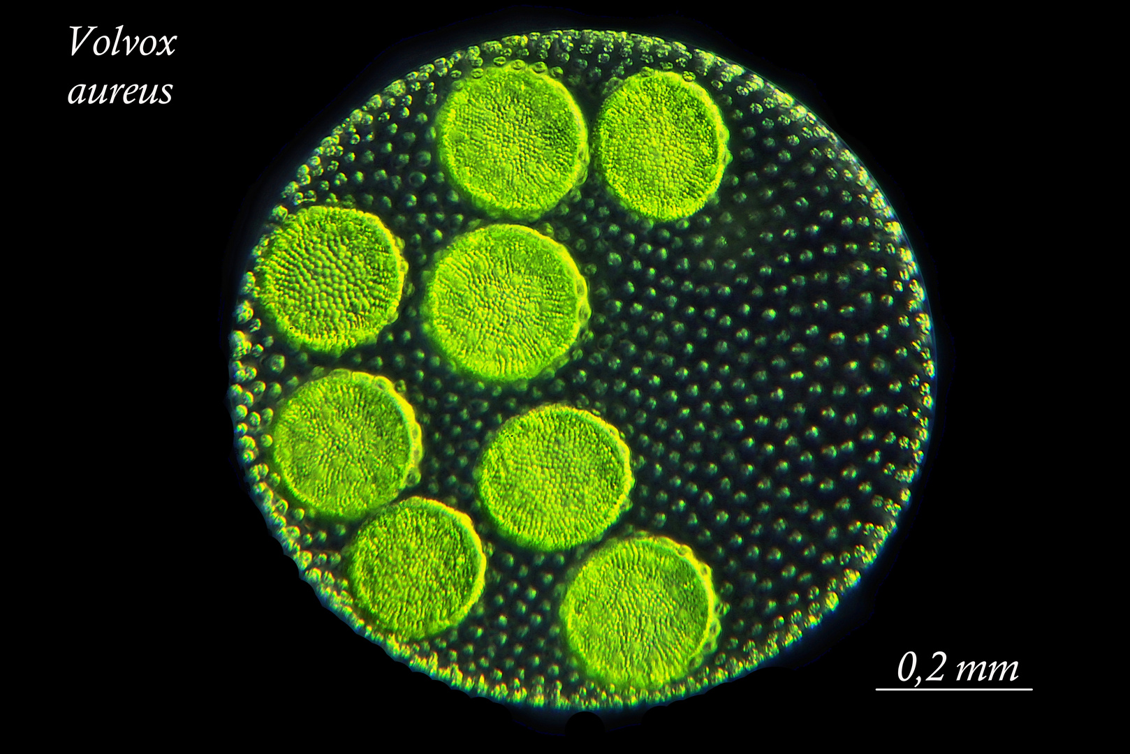 Volvox The Evolution Of Volvox | The Scientist