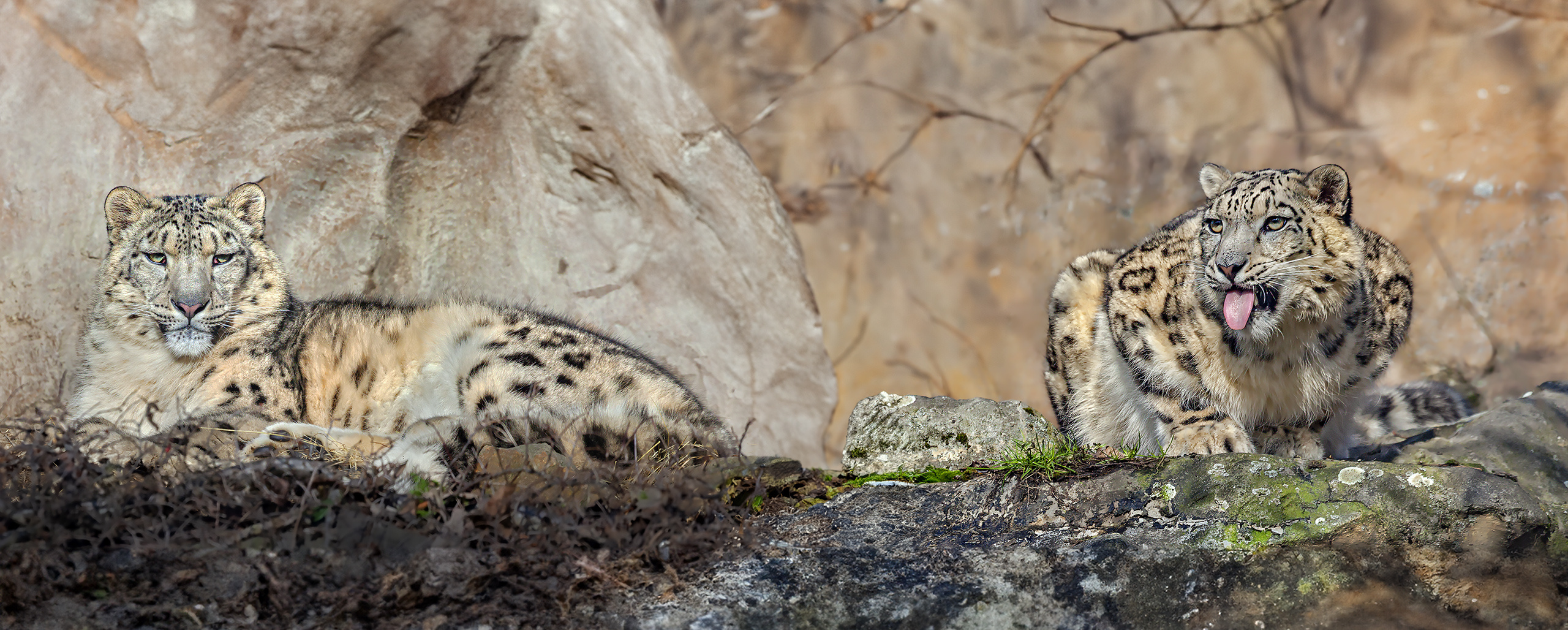 VOM AUSSTERBEN BEDROHT Foto & Bild | natur, zoo, tiere Bilder auf fotocommunity