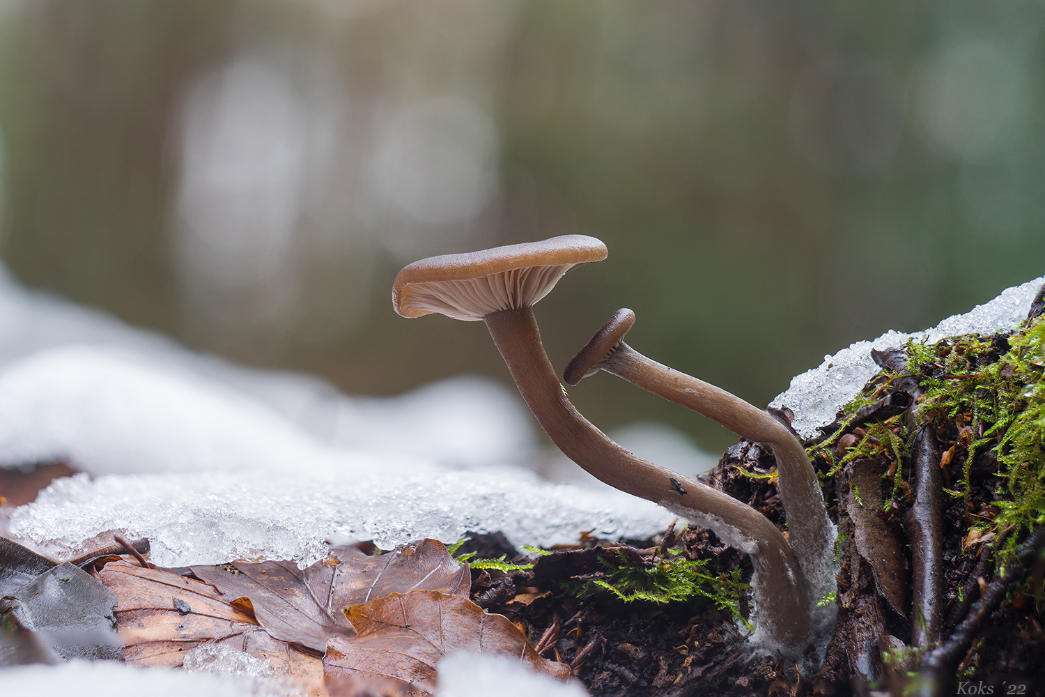 Vom Eise befreit Foto & Bild | wald, makro, winter Bilder auf fotocommunity