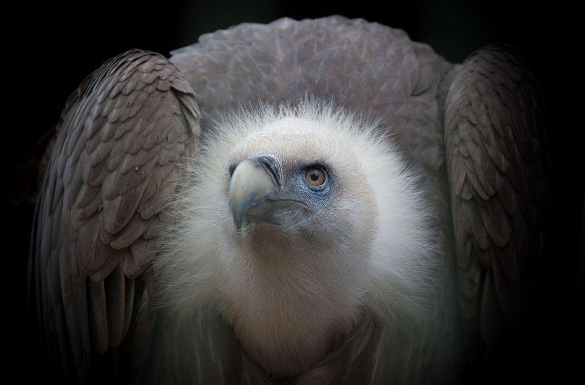 vom geier... Foto & Bild | tiere, zoo, wildpark & falknerei, vögel ...