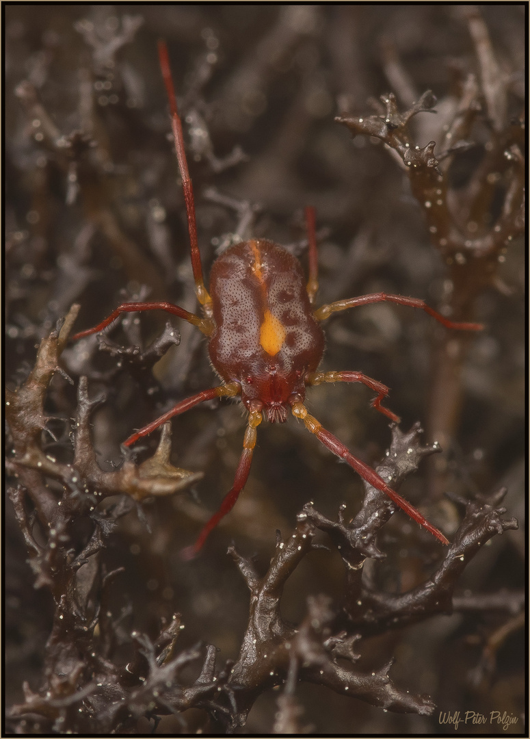Vom Parasiten zum Räuber: Erythraeus phalangioides)_4185 Foto & Bild ...