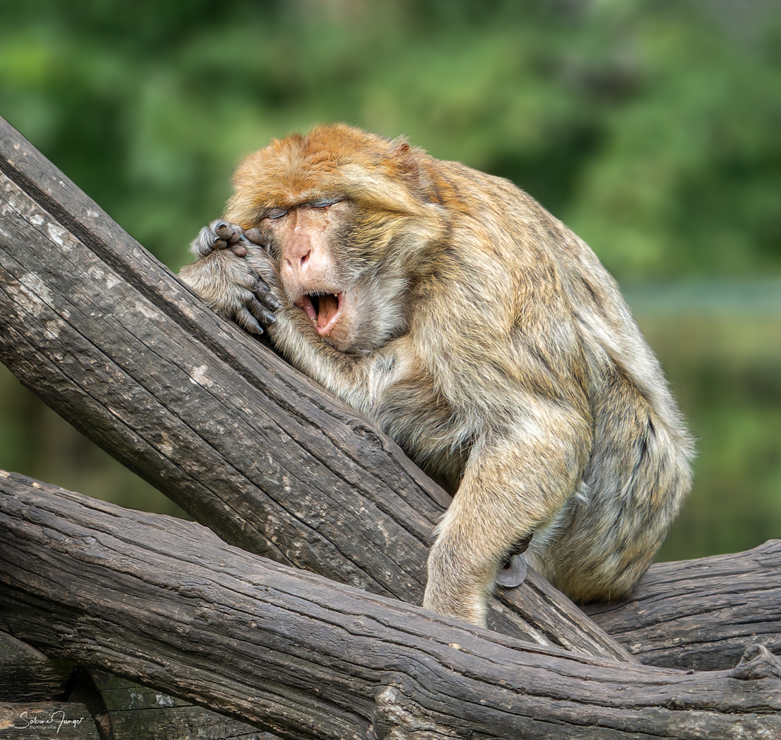 Vom Schlafen werd' ich immer so müde! Foto & Bild | spezial, natur ...