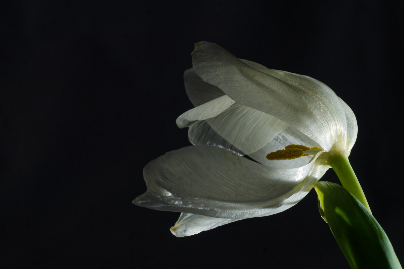 Vom Winde ... Foto & Bild | stillleben, pflanzen, pilze & flechten ...