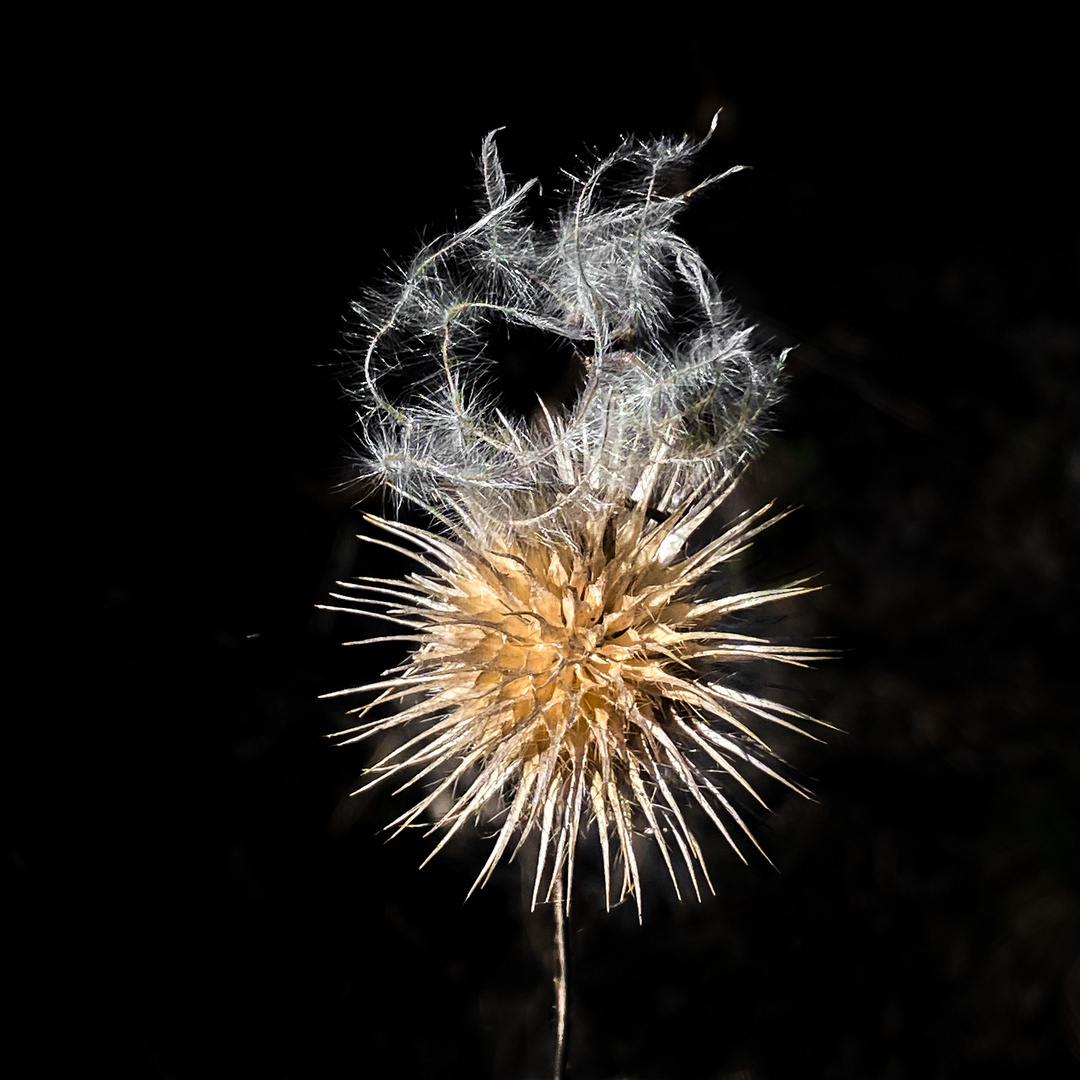Vom Winde verweht ... Foto & Bild | natur, stillleben, landschaft ...