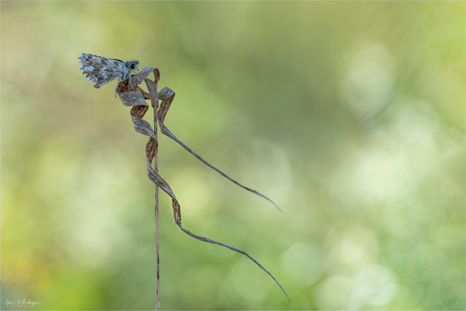 Vom Winde verweht Foto & Bild | fotos, makro, natur Bilder auf ...