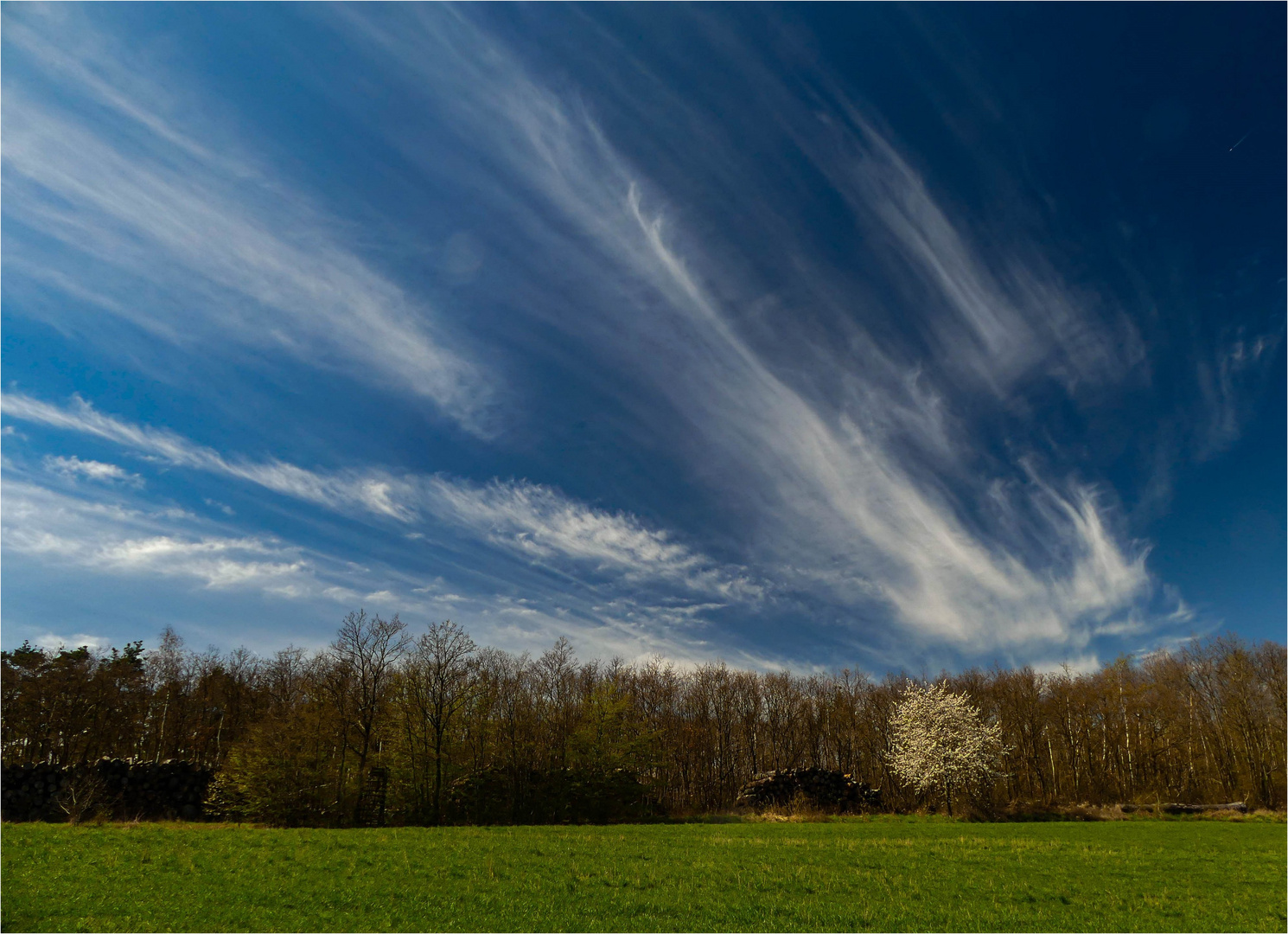 Vom Winde verweht Foto & Bild | jahreszeiten, frühling, wald Bilder auf ...