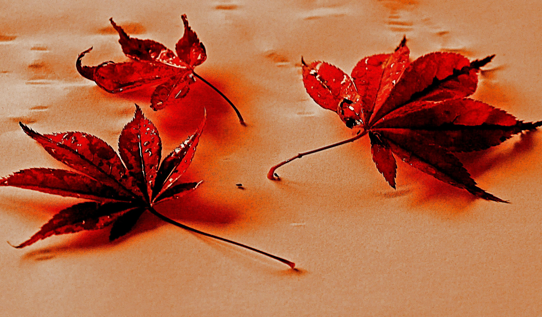 Vom Winde verweht. Foto & Bild | bäume, natur, herbst Bilder auf ...