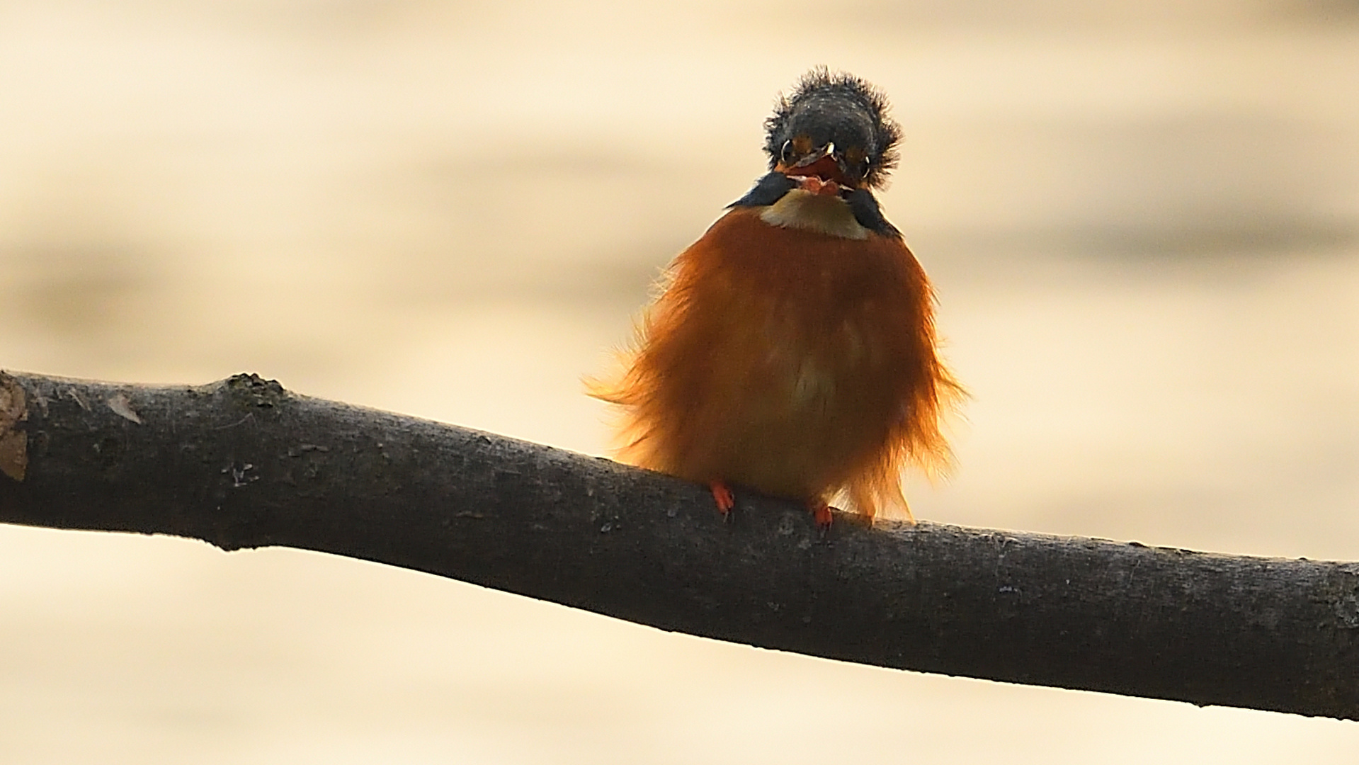 "Vom Winde verweht"! Foto & Bild | natur, tiere, wildlife Bilder auf ...