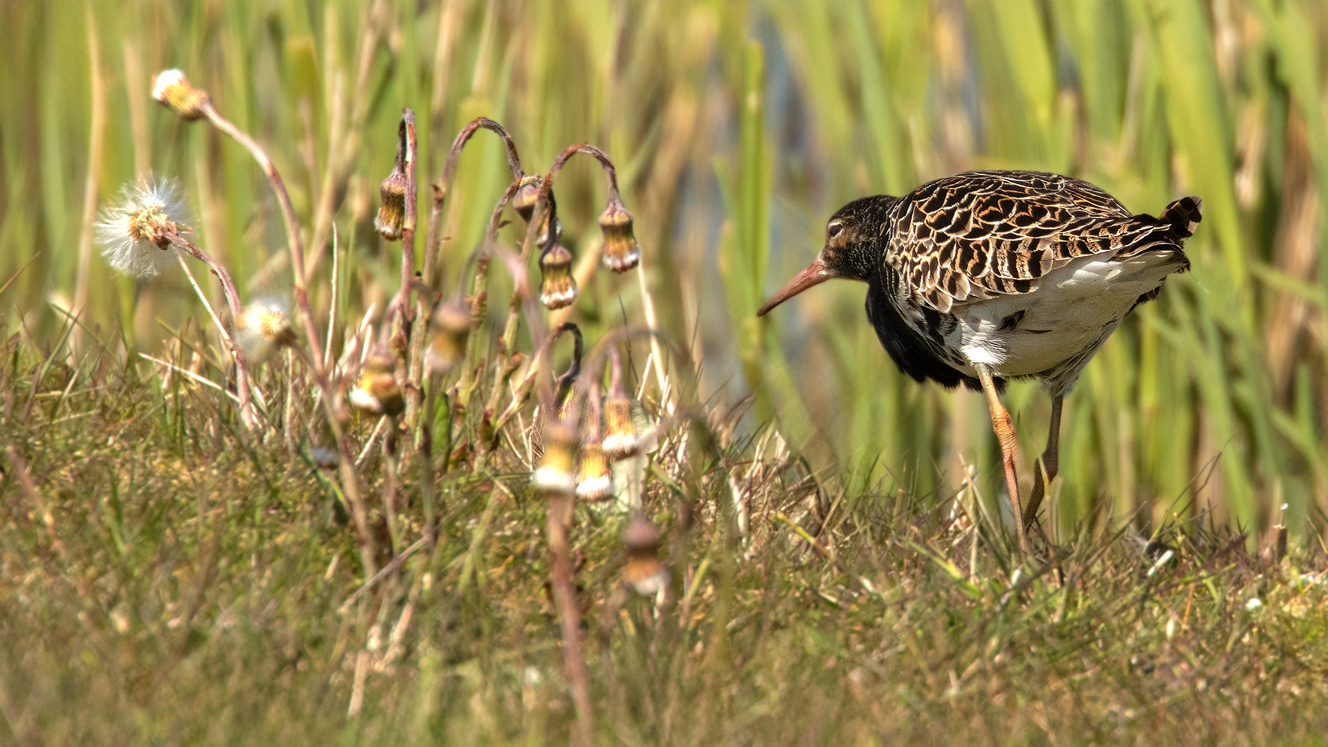 Vom Winde verweht Foto & Bild | tiere, wildlife, wild lebende vögel ...