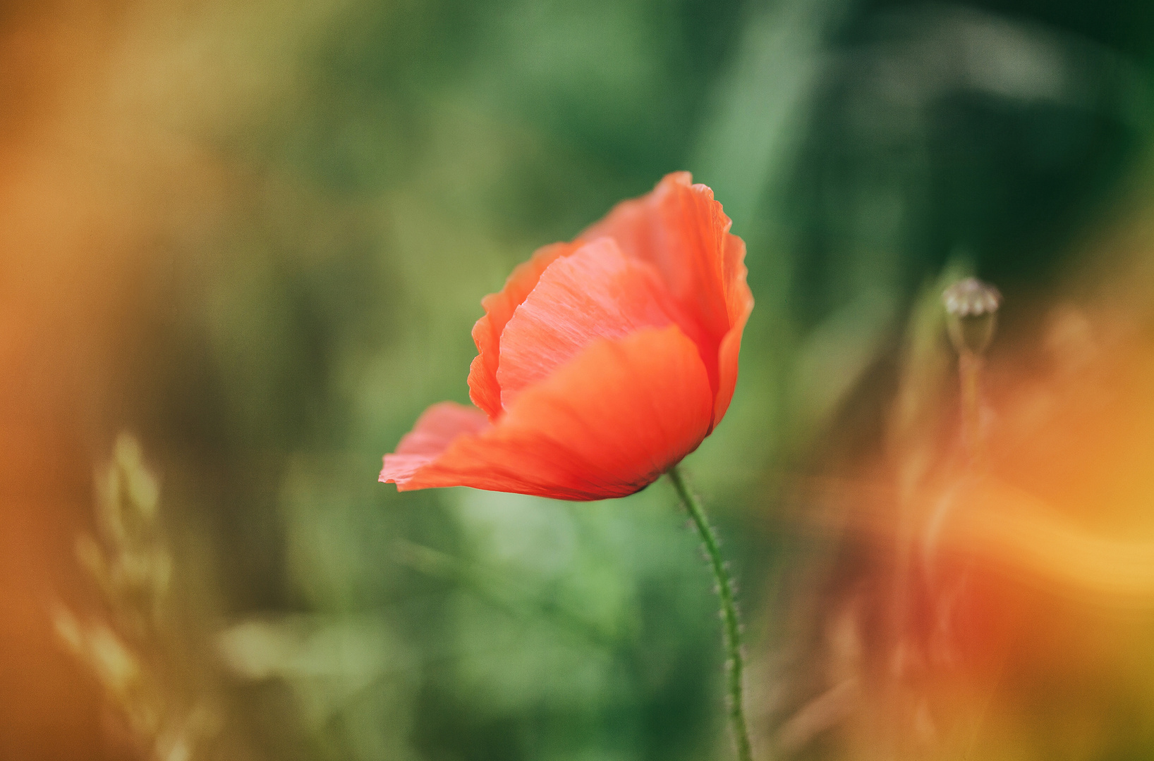 Vom Winde verweht. Foto & Bild | pflanzen, pilze & flechten, blüten ...