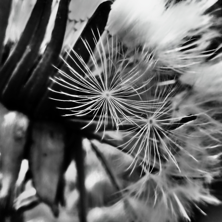 vom winde verweht Foto & Bild | fotokunst, monochrome fine art, natur ...