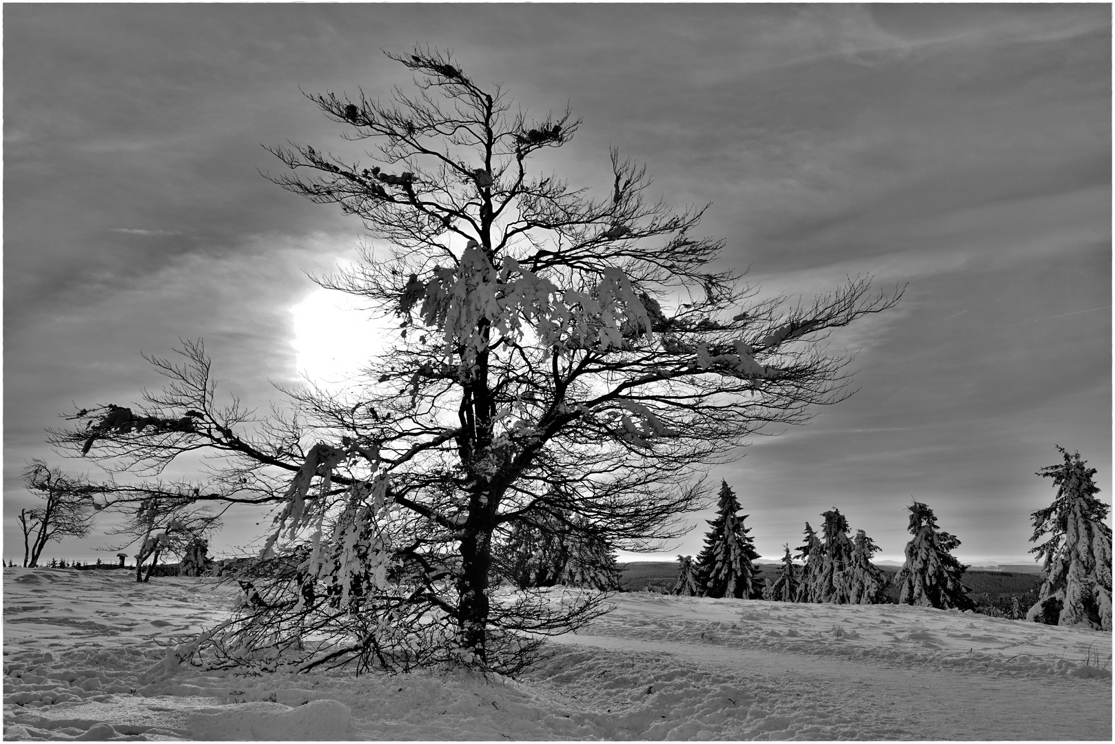 Vom Winde verweht Foto & Bild | dezember, bäume, winter Bilder auf ...