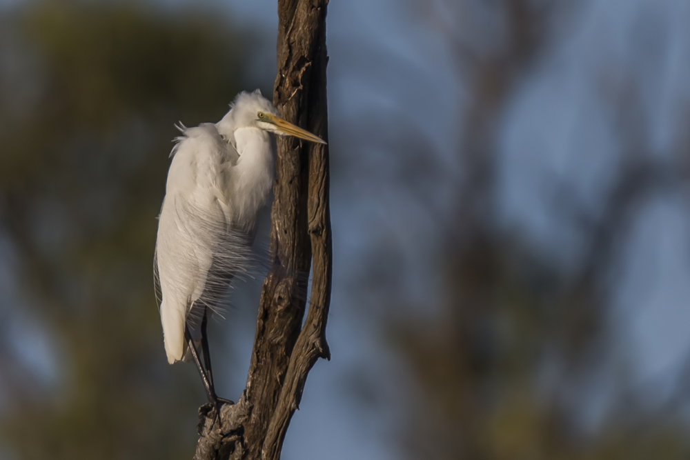 Vom Winde verweht ... Foto & Bild | tiere, wildlife, wild lebende vögel ...