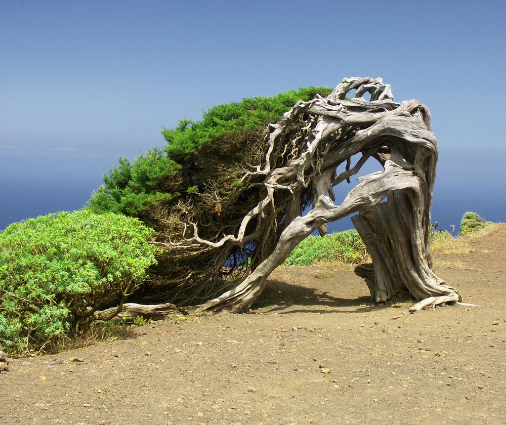 Vom Winde verweht Foto & Bild | pflanzen, pilze & flechten, bäume ...