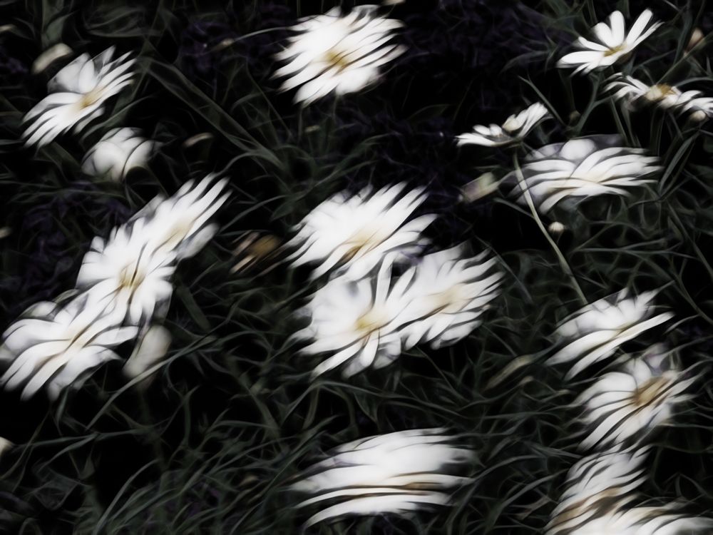 vom winde verweht Foto & Bild | fotokunst, monochrome fine art, natur ...