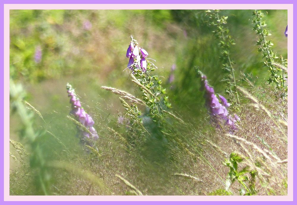 vom Winde verweht Foto & Bild | fotos, art, spezial Bilder auf ...