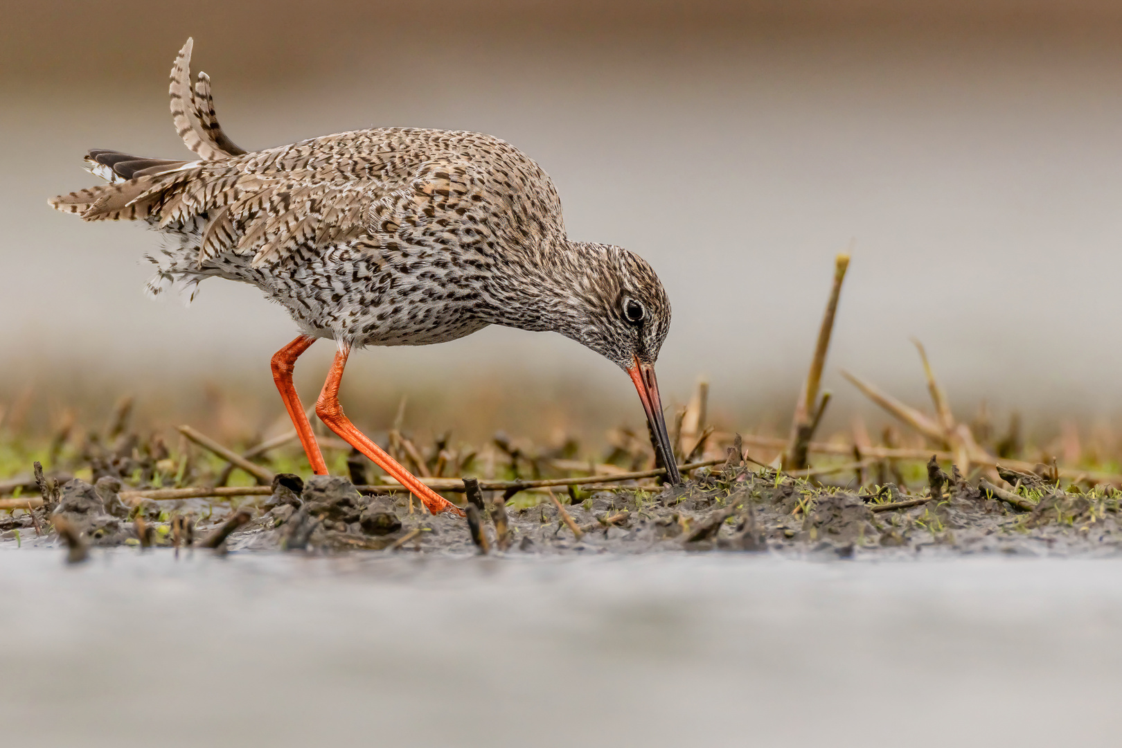Vom Winde verweht Foto & Bild | wasser, frühling, natur Bilder auf ...
