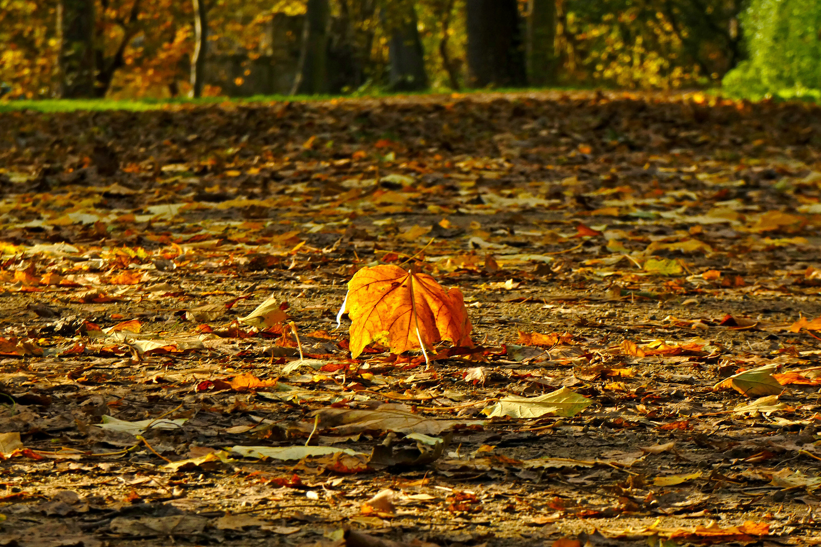 Vom Winde verweht Foto & Bild | herbst, blatt, adieu Bilder auf ...
